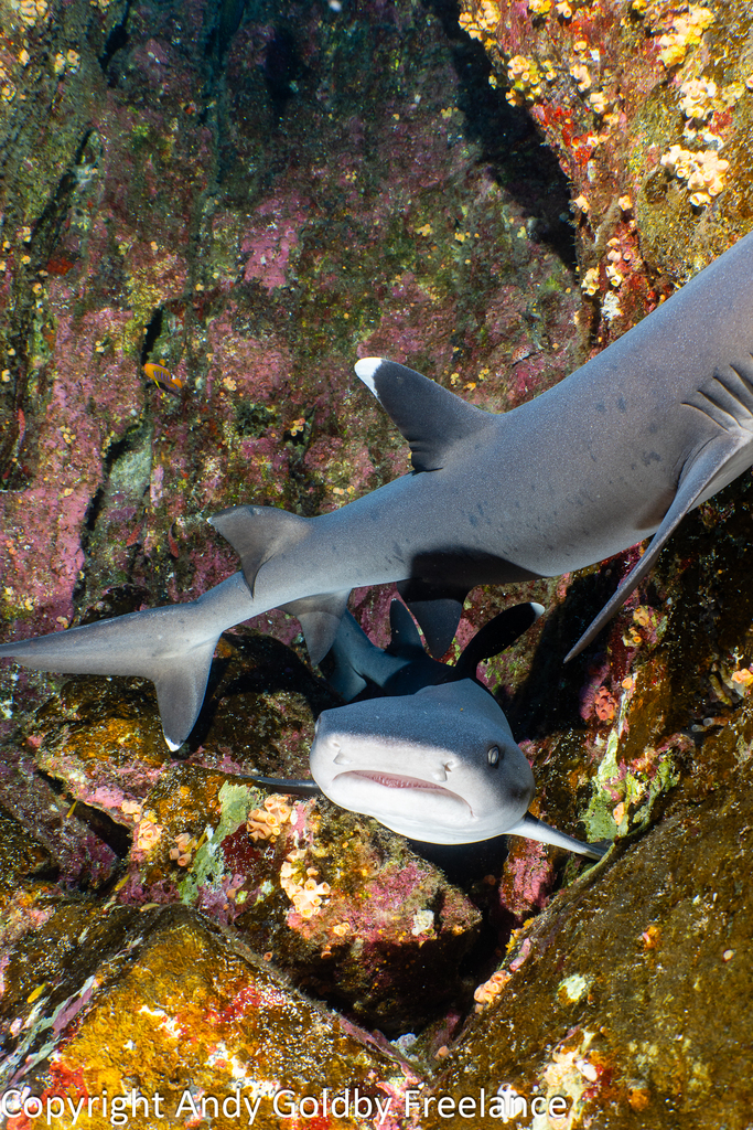 Whitetip Reef Shark from Manzanillo, Colima, Mexico on March 17, 2024 ...