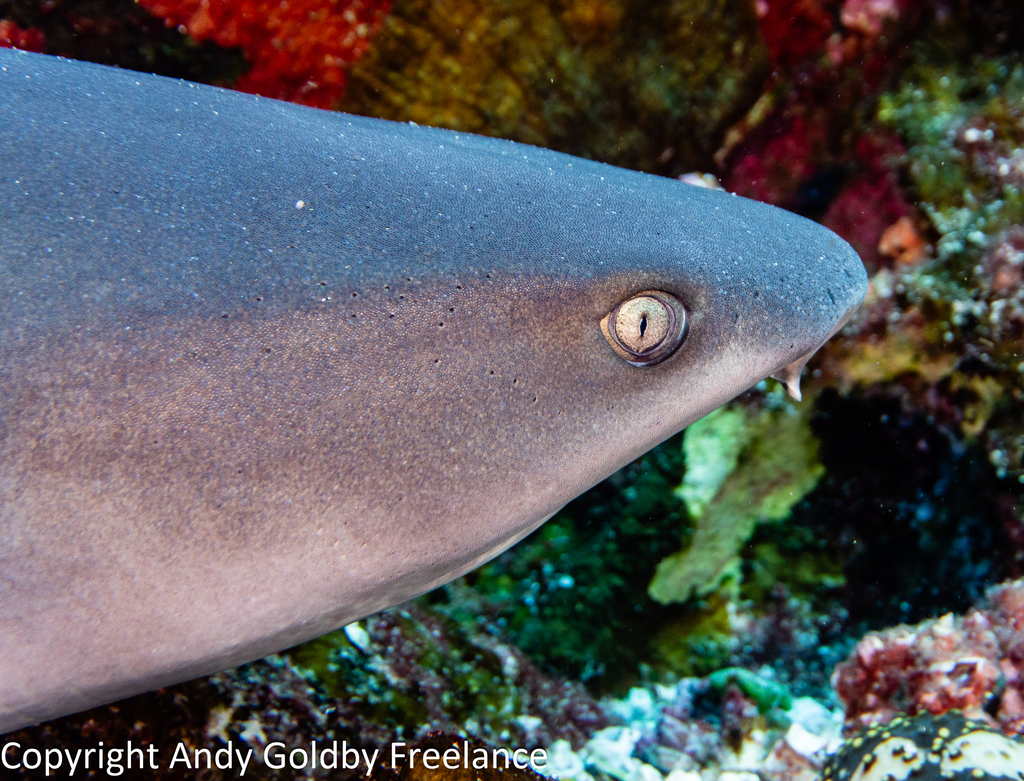Whitetip Reef Shark from Manzanillo, Colima, Mexico on March 17, 2024 ...