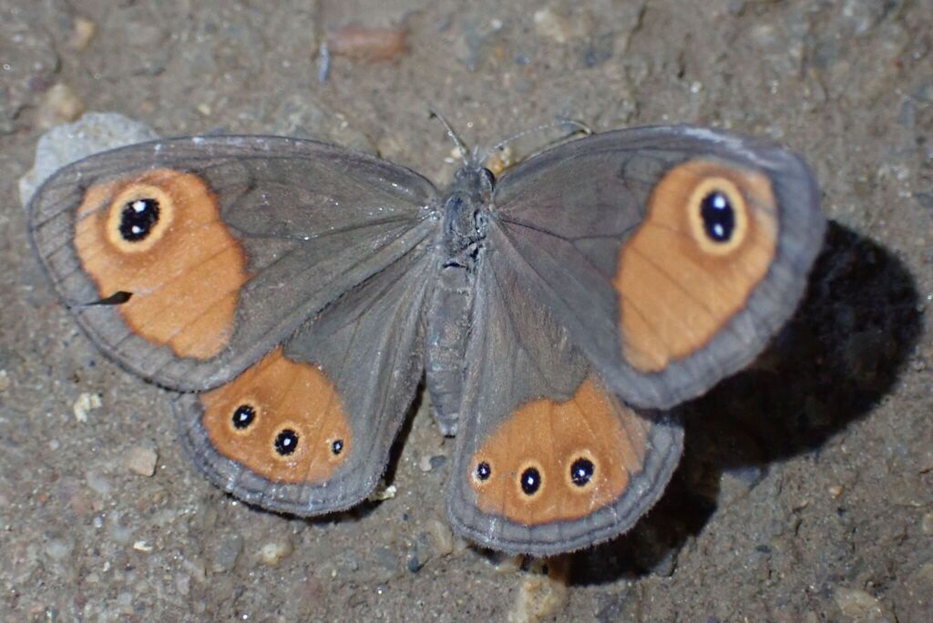 Orange-lined Shadefly from Klaserie PNR, HQ, Ehlanzeni District ...