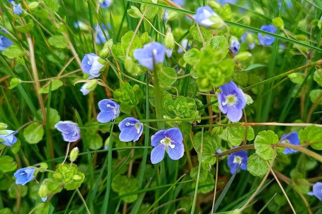 Slender speedwell from Mercator, 9747 Groningen, Netherlands on March ...