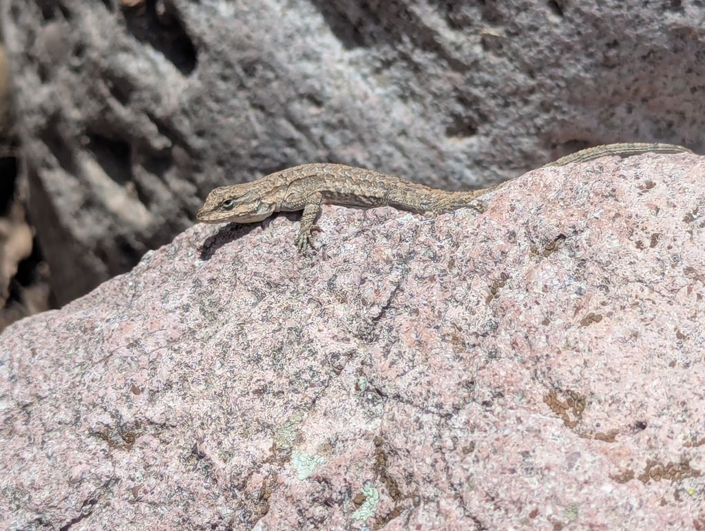 Ornate Tree Lizard from Miami, AZ 85539, USA on March 23, 2025 at 11:41 ...