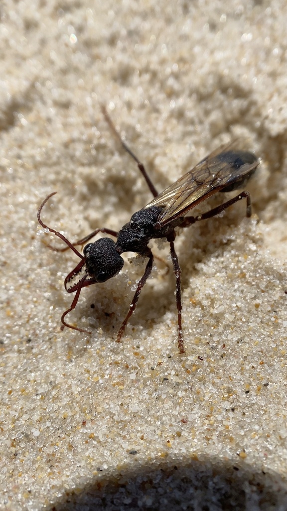 Inch Ant from Indian Ocean, Port Willunga, SA, AU on March 23, 2025 at ...