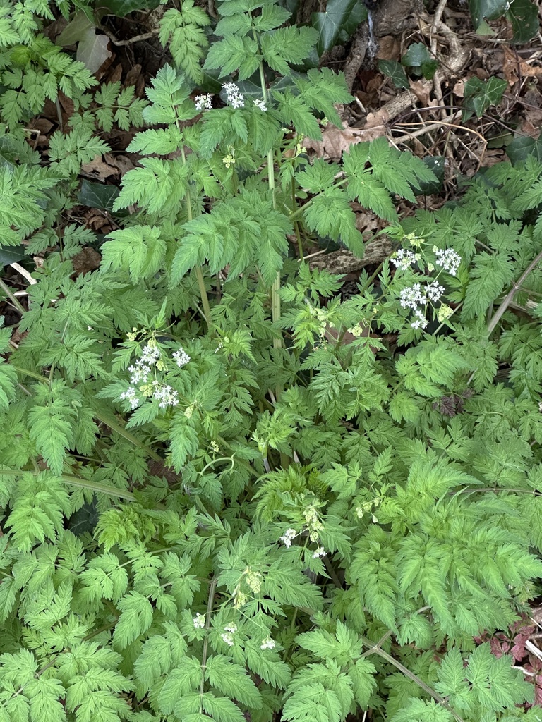 Cow Parsley from Rochford, Leigh-On-Sea, England, GB on March 24, 2025 ...