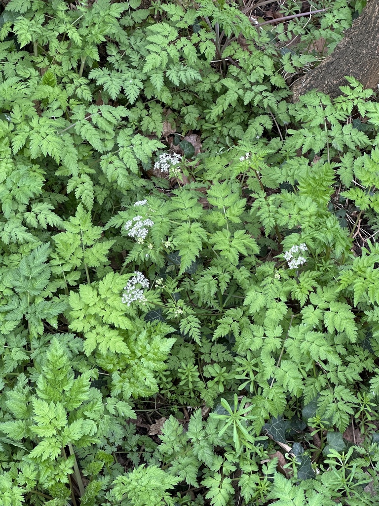 Cow Parsley from Roach Vale, Leigh-On-Sea, England, GB on March 24 ...