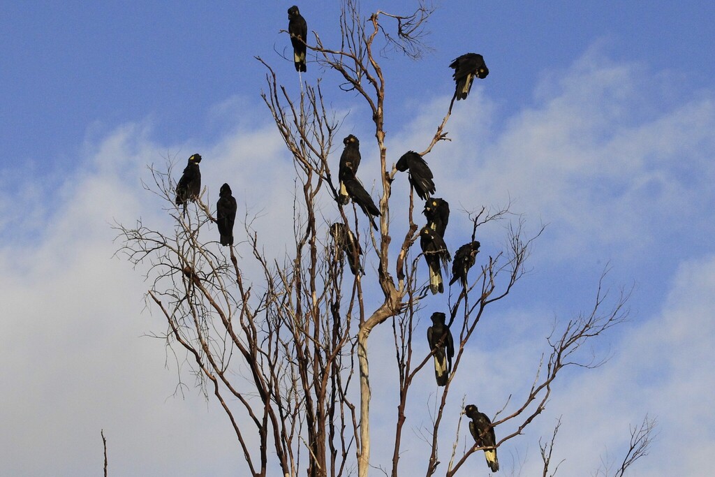 Eastern Yellow-tailed Black Cockatoo from Glenwood QLD 4570, Australia ...