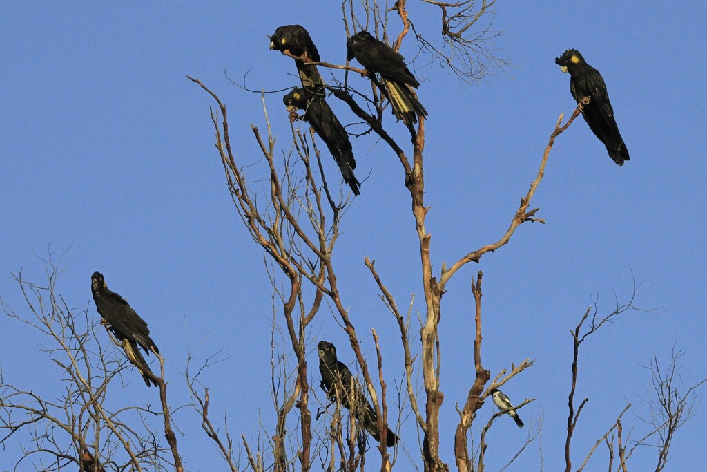 Eastern Yellow-tailed Black Cockatoo from Glenwood QLD 4570, Australia ...