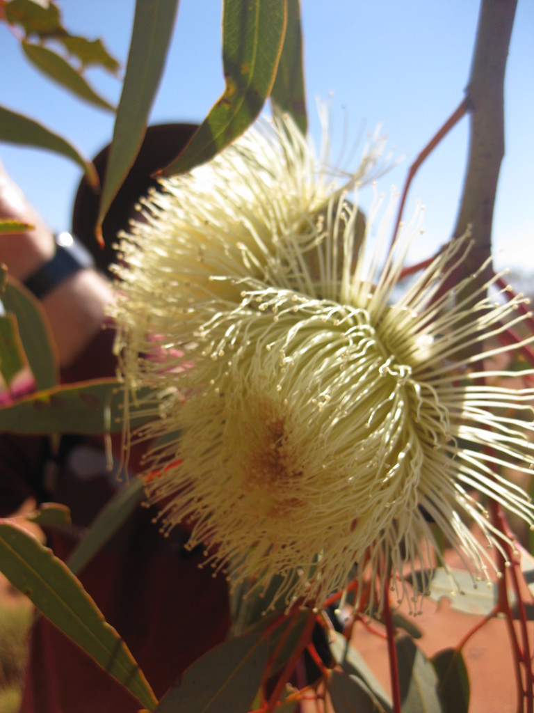 gum trees (Eucalypteae) - Botanical Realm