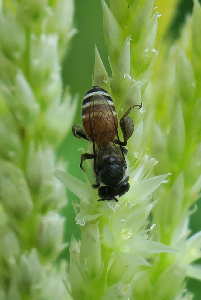 Red Dwarf Honey Bee from Hougang, Singapore on August 12, 2019 at 12:25 ...