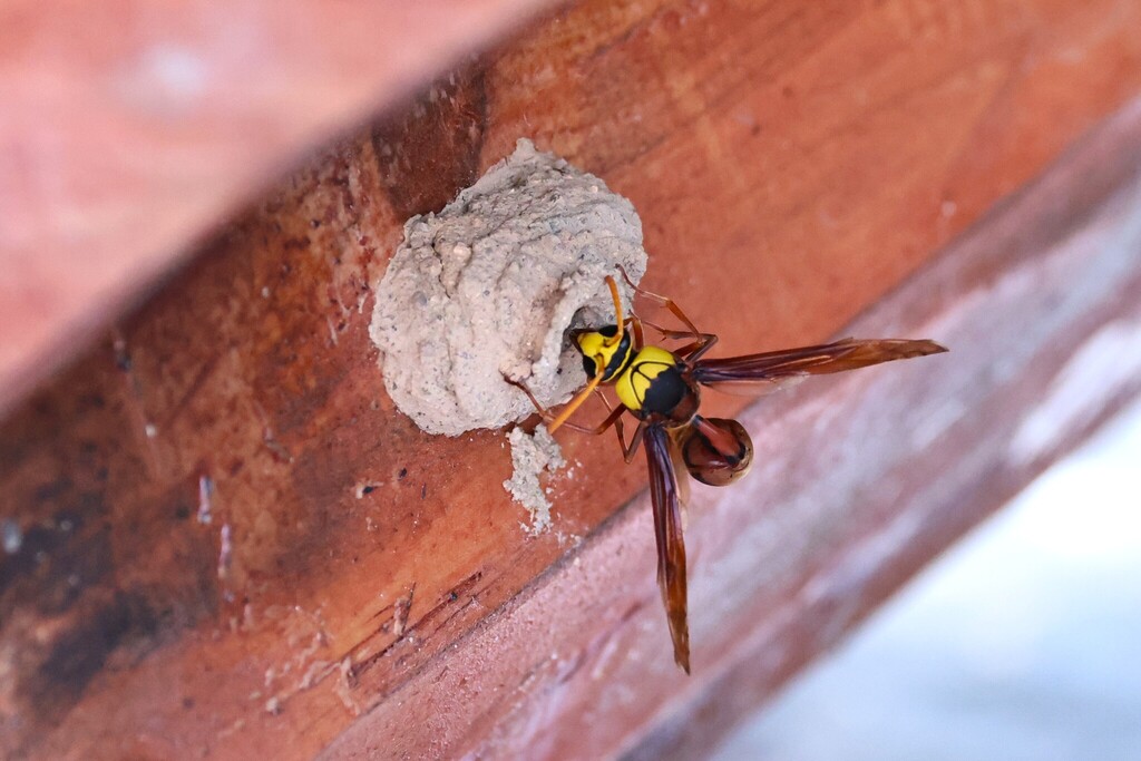 Delta pyriforme from Hong Kong on March 23, 2025 by gary_siu · iNaturalist
