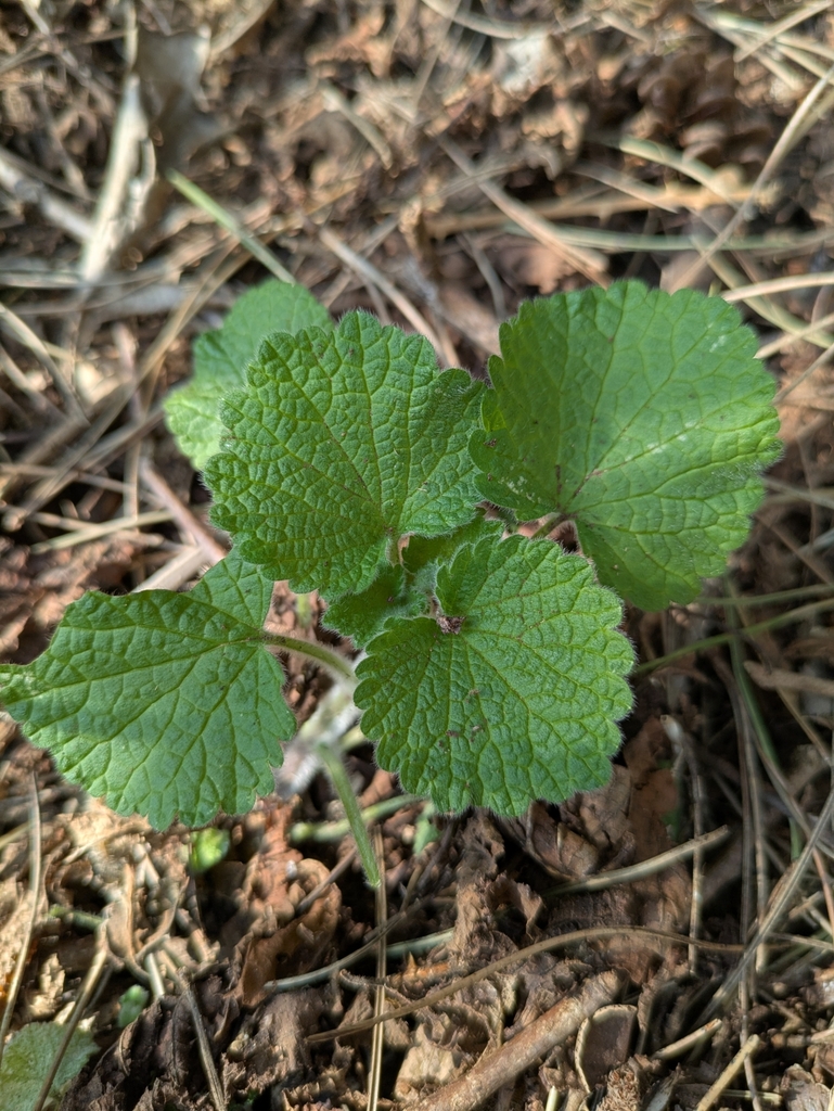 Black horehound from 2 River Court, Pynes Hill, Exeter EX2 5JL, UK on ...