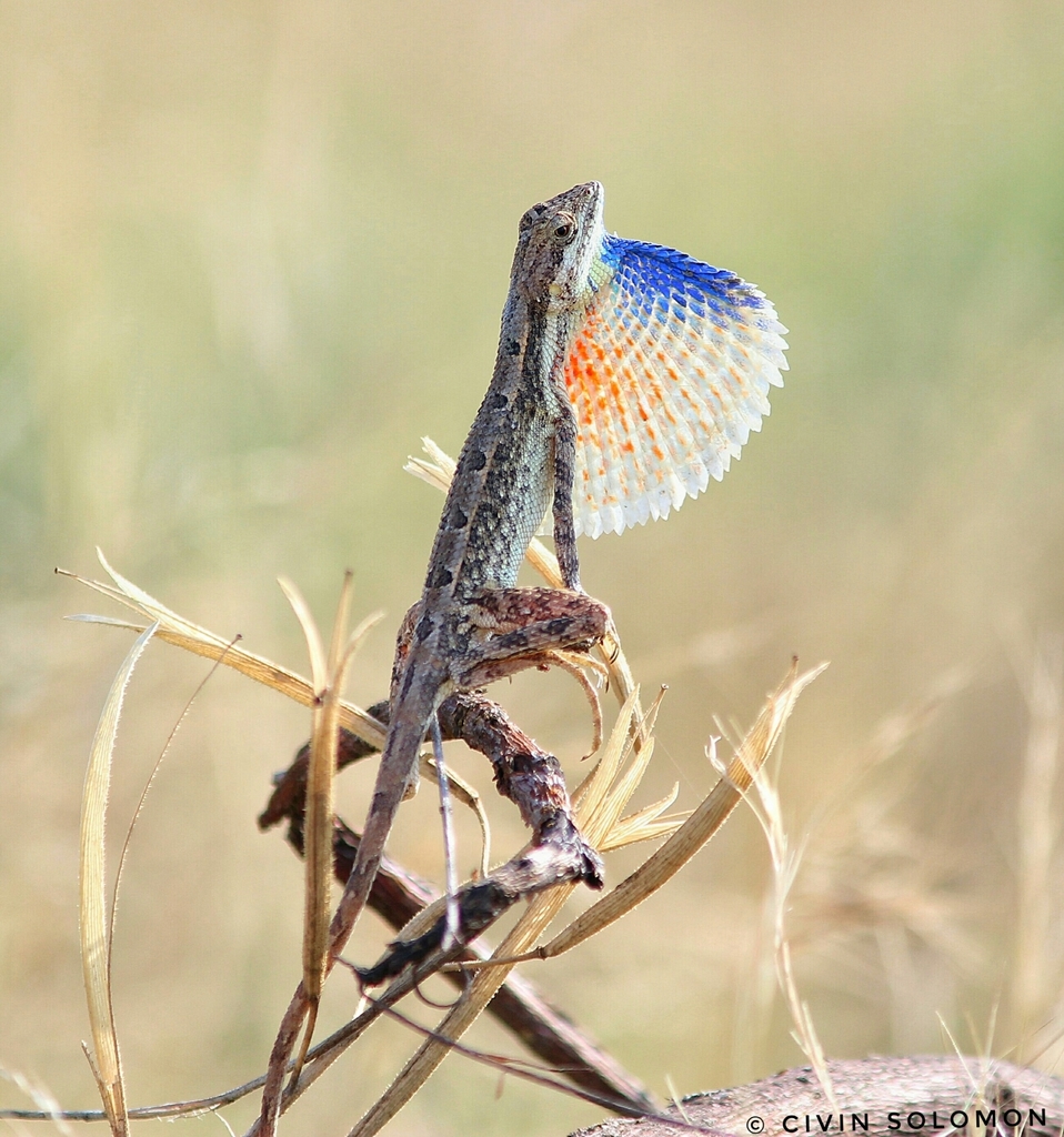 Lizards (Sauria) - Snakes and Lizards