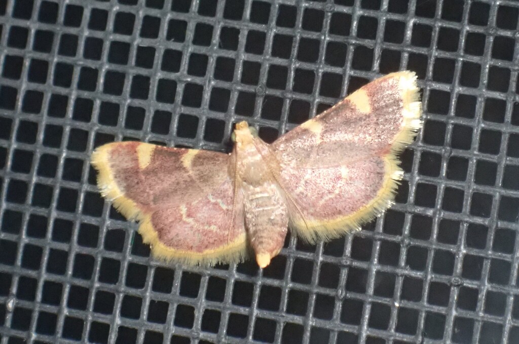 Clover Hayworm Moth from Moth Station 1 on June 26, 2021 at 03:34 AM by ...