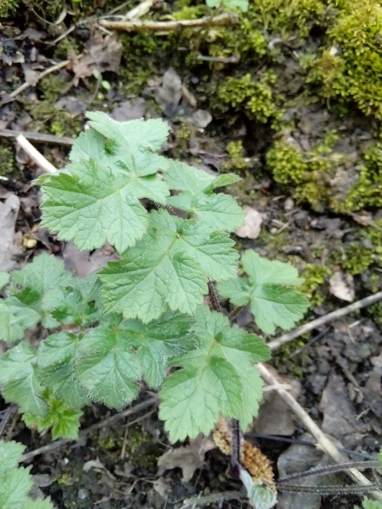 hogweed from Beaumont Farm, Englefield Green, Windsor SL4 2JN, UK on ...