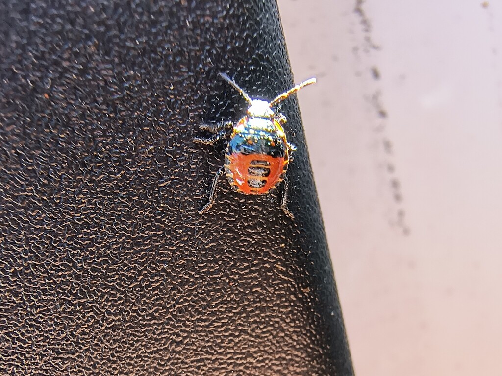 Red-banded Stink Bug from Hypoluxo, FL 33462, USA on March 20, 2025 at ...