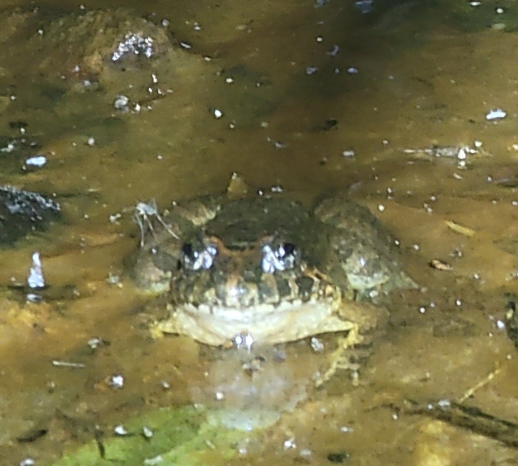 Fujian Large-headed Frog from Nantou, TW-TA, TW on March 24, 2025 at 07:31 PM by Amaël Borzée ...