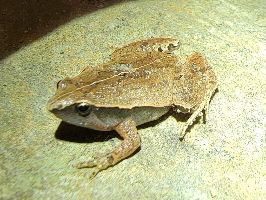 Dark-sided Chorus Frog from Nantou, TW-TA, TW on March 24, 2025 at 07:38 PM by Amaël Borzée ...