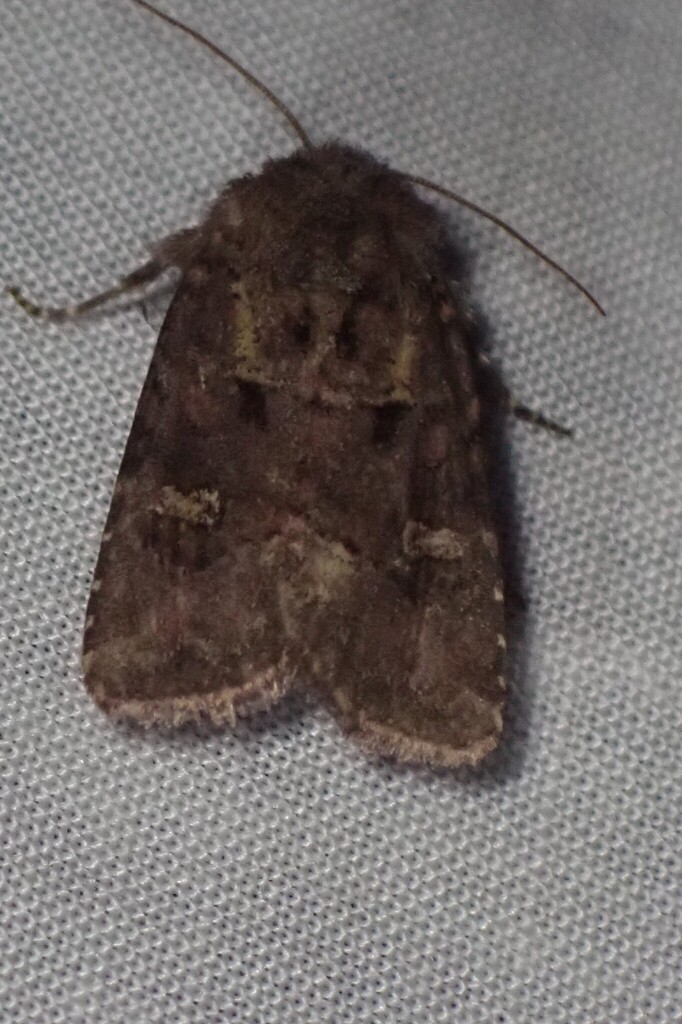 Bristly Cutworm Moth from Sauk County, WI, USA on May 30, 2021 at 09:15 ...