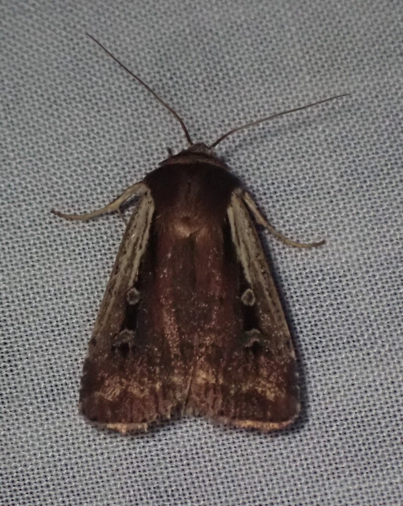 Flame-shouldered Dart from Sauk County, WI, USA on May 30, 2021 at 09: ...
