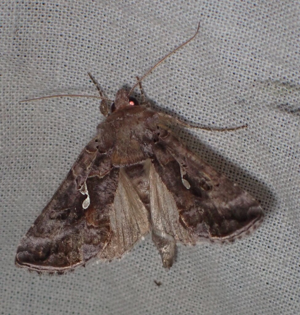 Common Looper Moth from Sauk County, WI, USA on May 30, 2021 at 09:31 ...