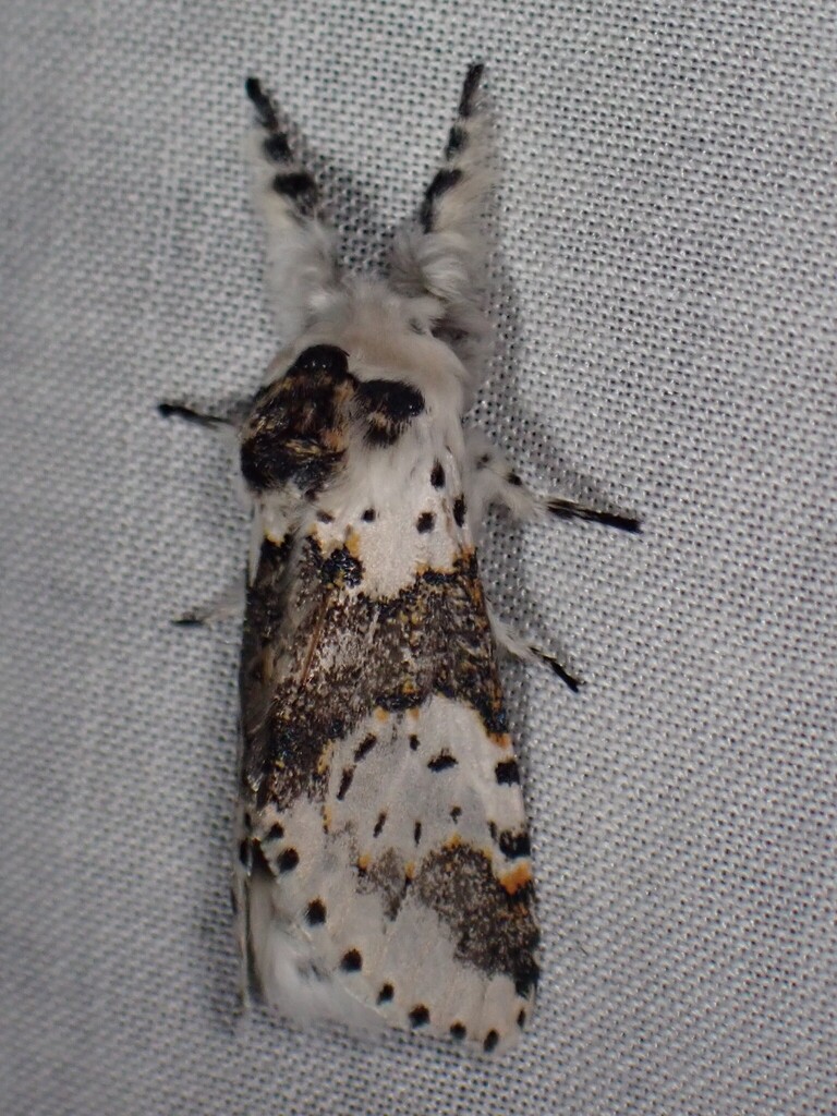 White Furcula Moth from Sauk County, WI, USA on May 30, 2021 at 10:39 ...