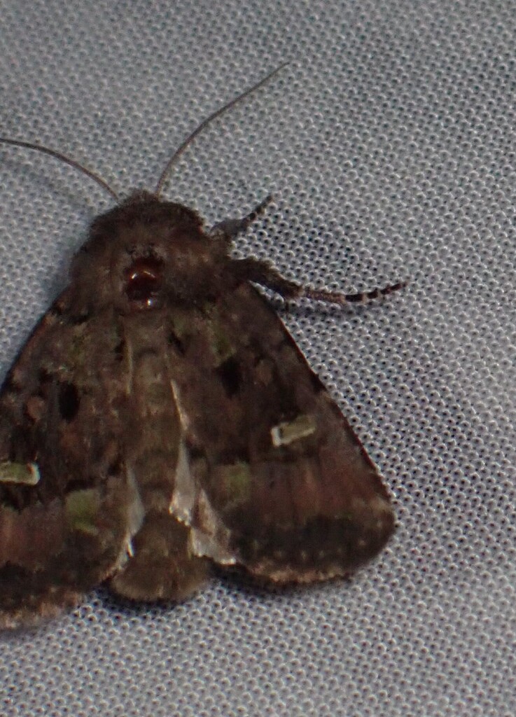 Bristly Cutworm Moth from Sauk County, WI, USA on May 30, 2021 at 10:40 ...
