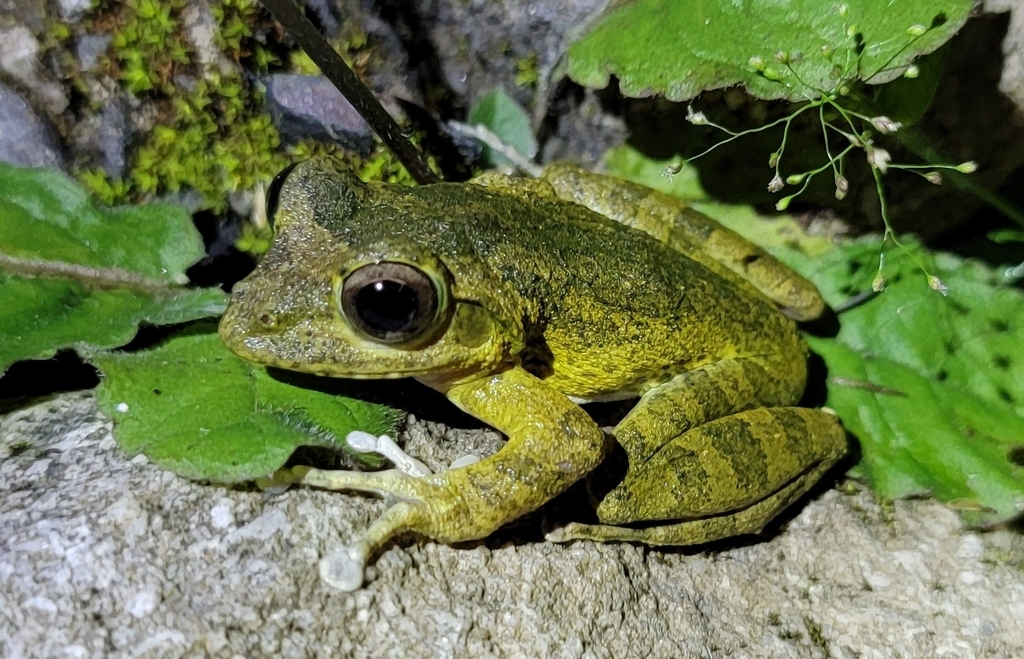 Robust Kajika Frog from Nantou, TW-TA, TW on March 24, 2025 at 08:28 PM by Amaël Borzée ...
