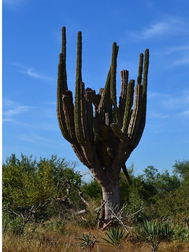 Cardón desde La Paz, B.C.S., México el 13 de diciembre de 2016 a las 10 ...