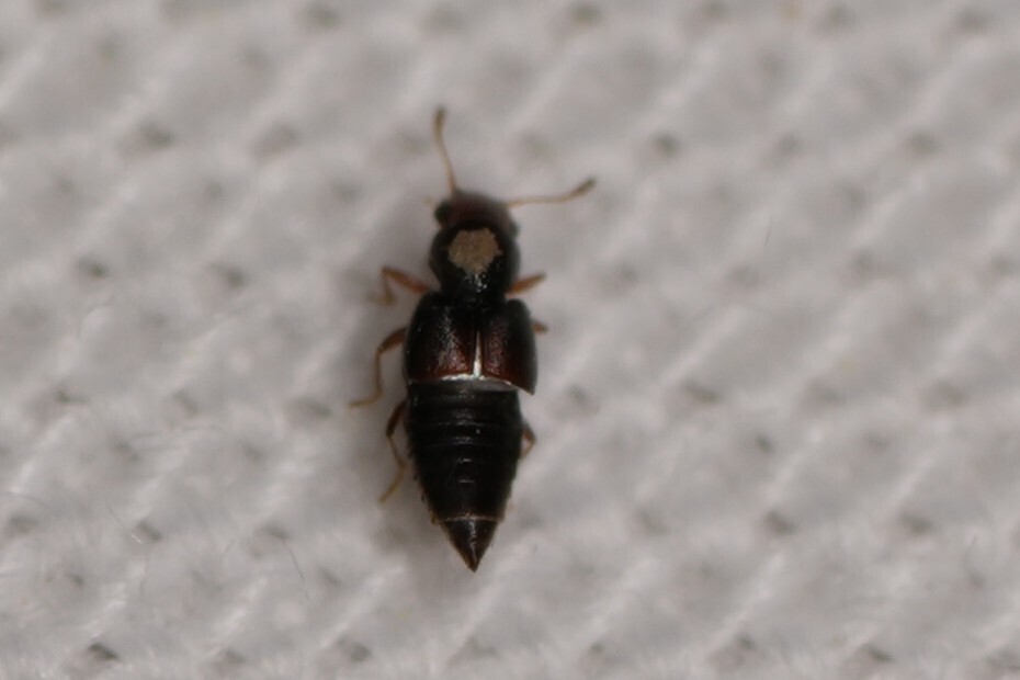 Euaesthetus from South Baton Rouge, Baton Rouge, LA, USA on March 22 ...