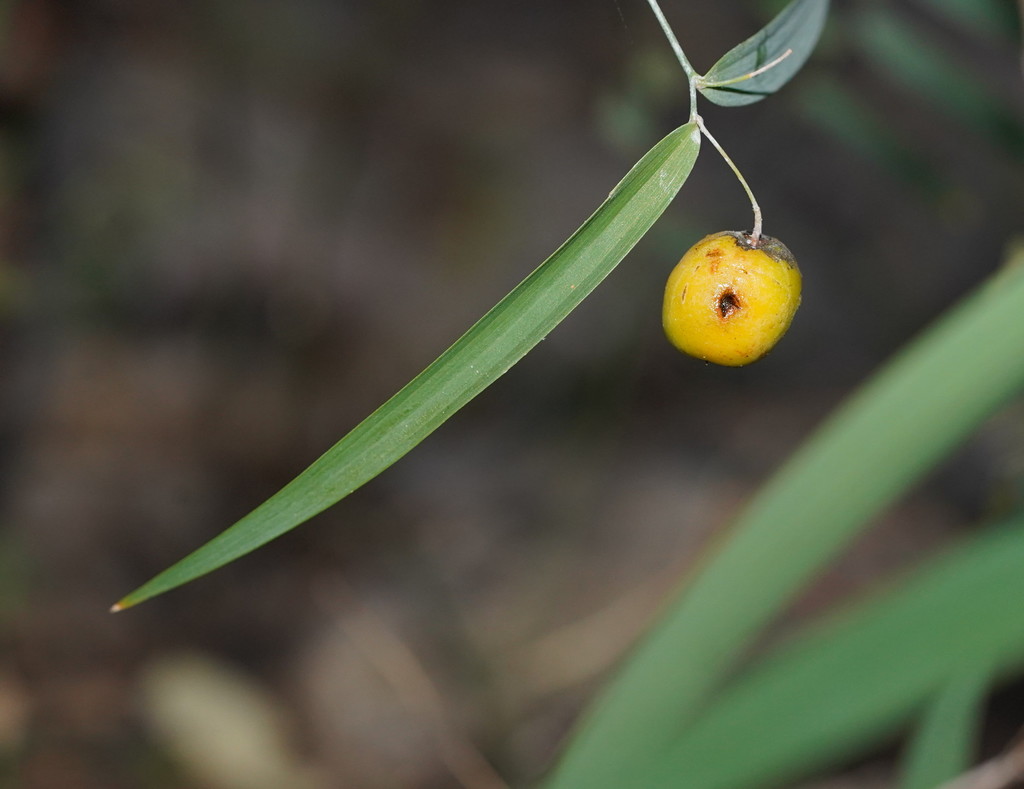 Wombat Berry from Basalt QLD 4820, Australia on August 6, 2019 at 06:44 ...