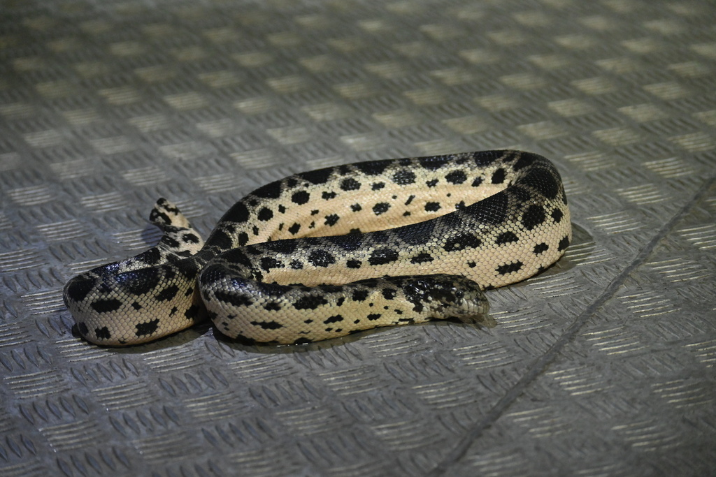 Stokes' Sea Snake from Broome WA, Australien on May 15, 2024 at 11:37 ...