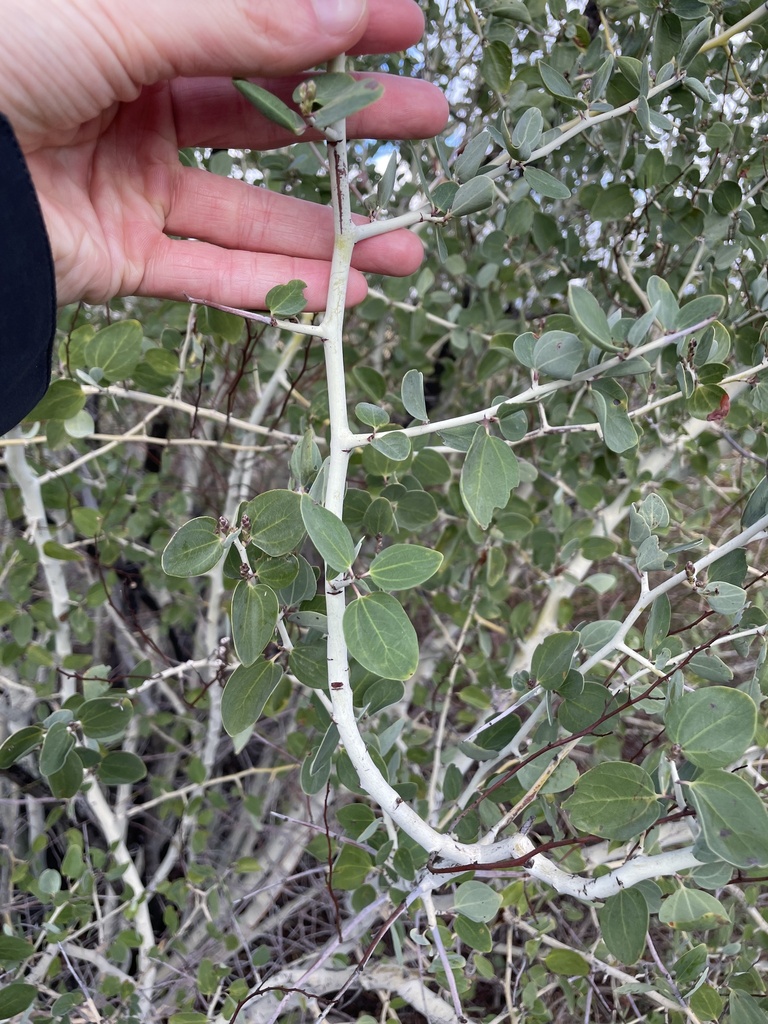 chaparral whitethorn from Cleveland National Forest, Alpine, CA, US on ...