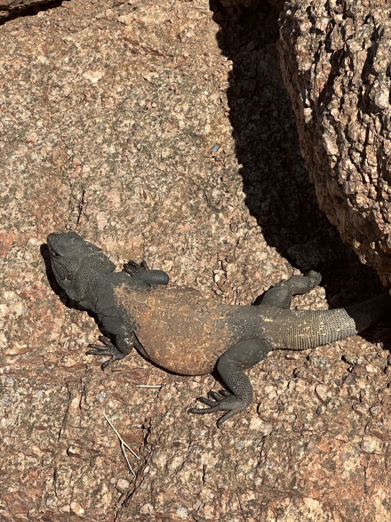 Common Chuckwalla from Cholla Trail, Phoenix, AZ, US on March 24, 2025 ...