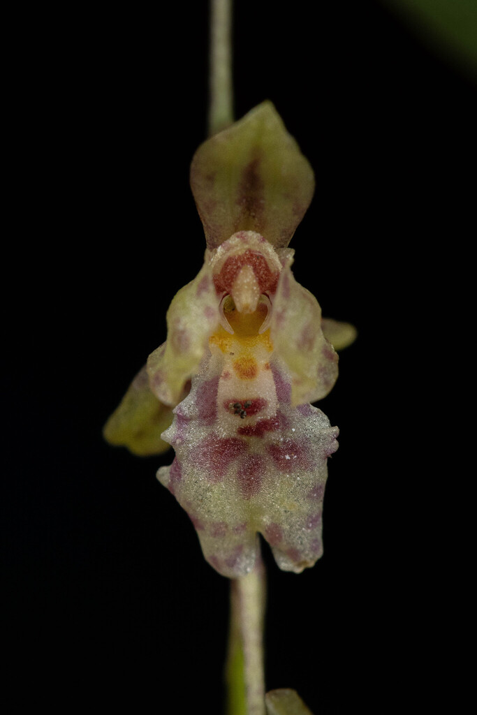 Leochilus oncidioides from Talpa de Allende, Jal., México on January 15 ...