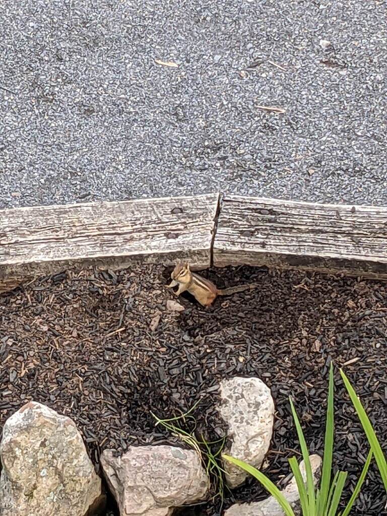 Eastern Chipmunk from Huntingdon County, PA, USA on July 5, 2024 at 06: ...