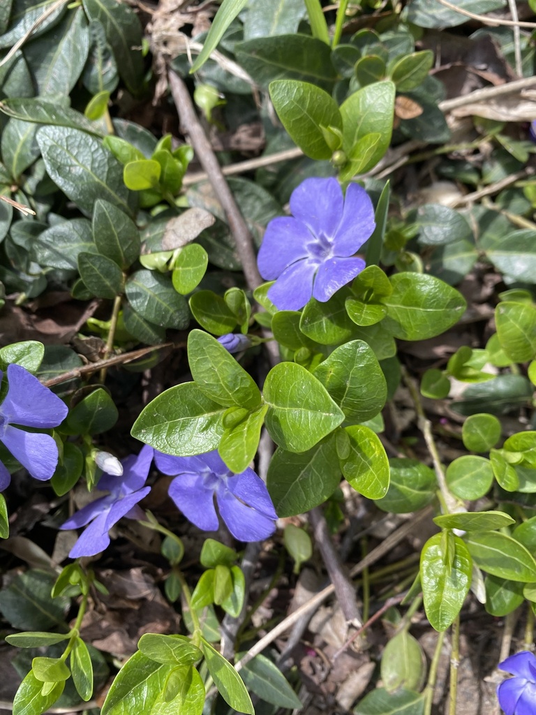 lesser periwinkle from E Sing Dr, Columbia, MO, US on March 22, 2025 at ...