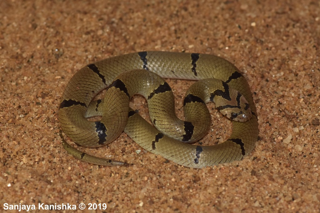 Banded kukri snake (Lizards of Chhattisgarh, India) · iNaturalist