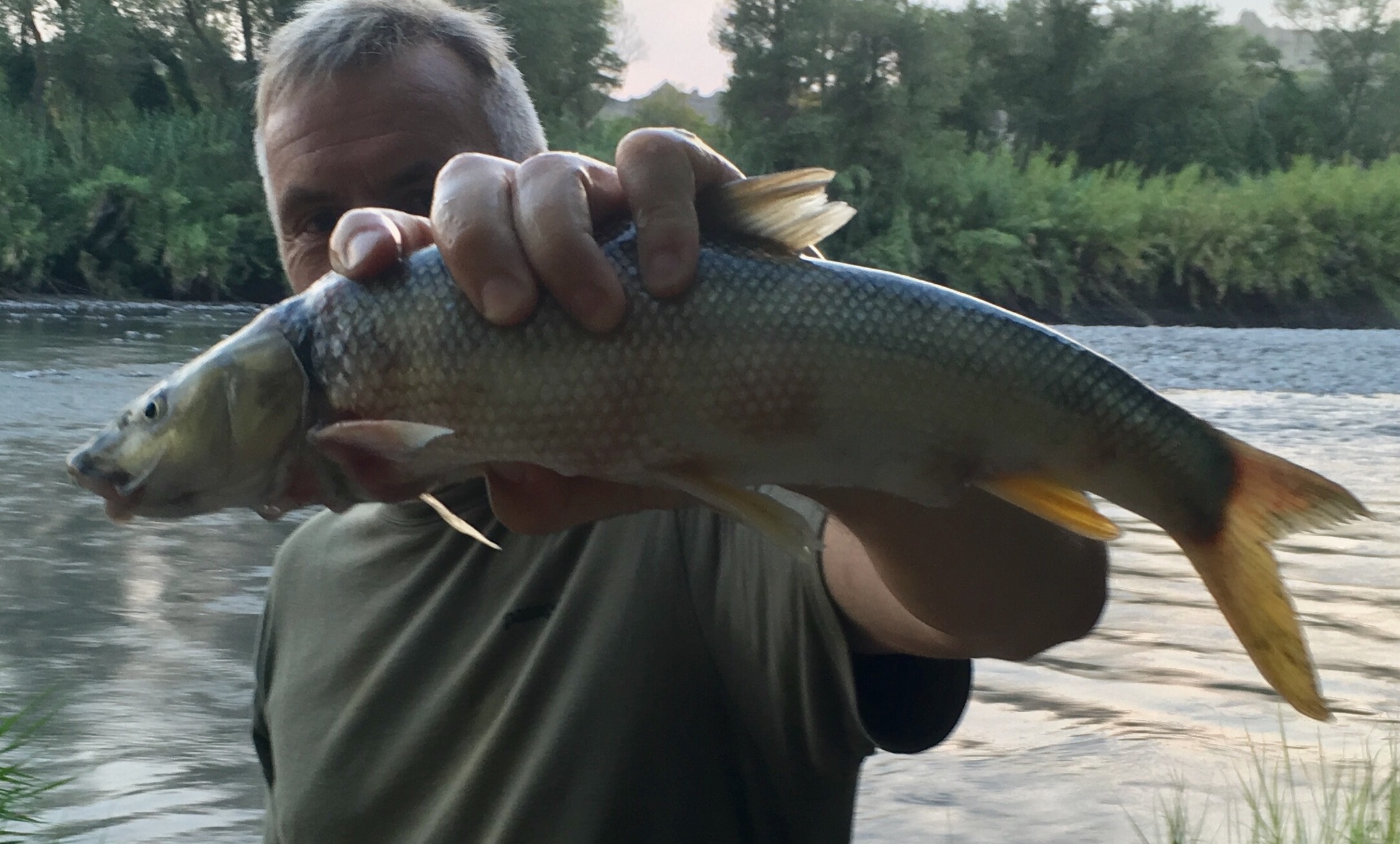 Luciobarbus capito (Güldenstädt, 1773)