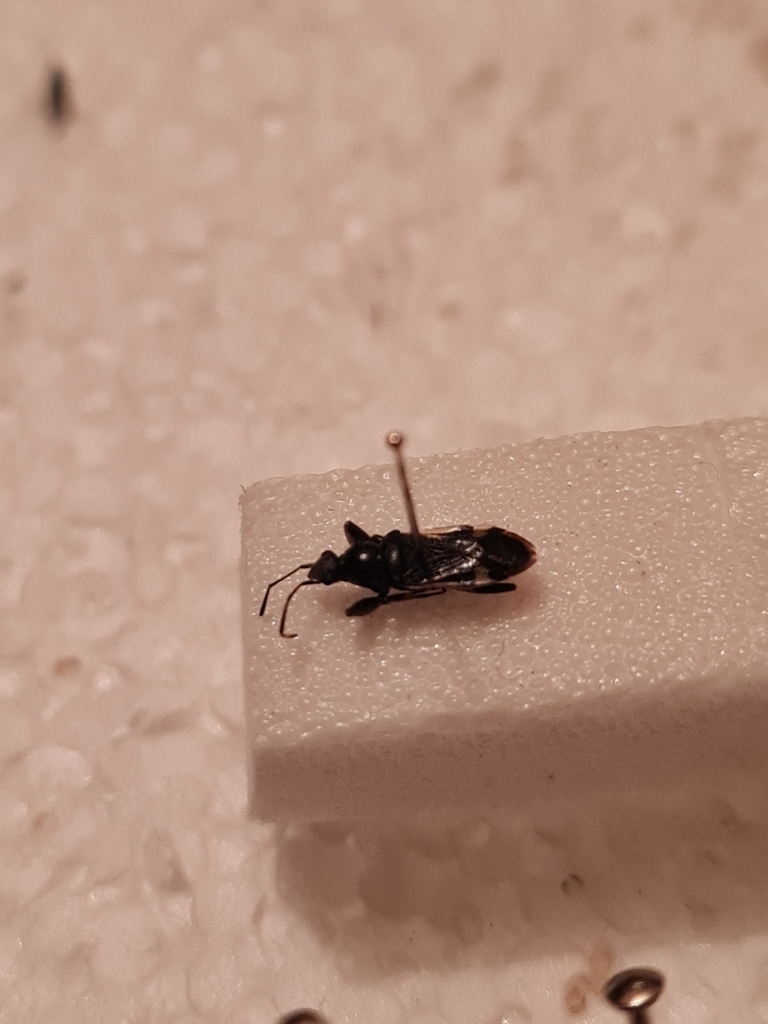 Winged and Once-winged Insects from Gulf Harbour, Whangaparāoa 0930 ...