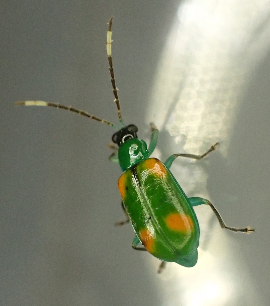 Diabrotica from Santa Marta, Magdalena, Colombia on March 16, 2025 at ...