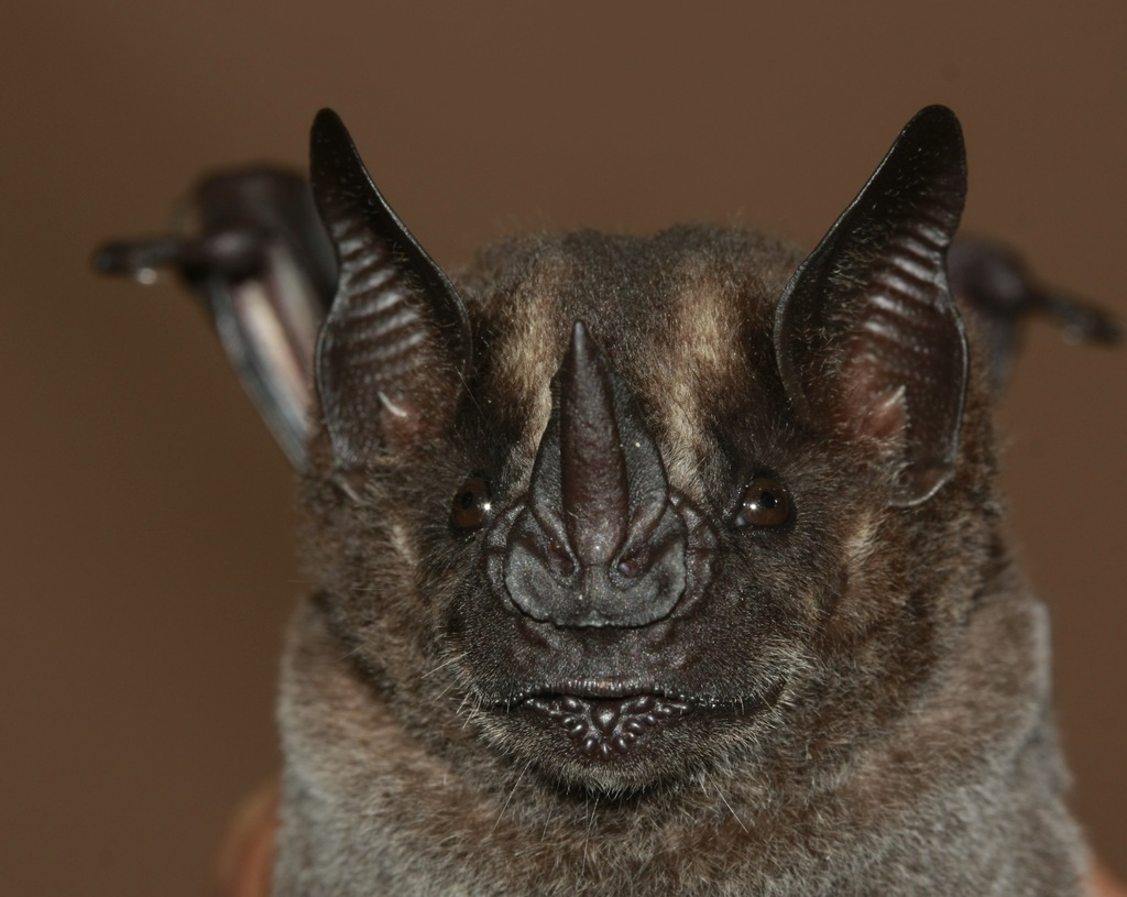 Dark Fruit-eating Bat from A-Parare on April 7, 2009 at 06:23 AM by ...