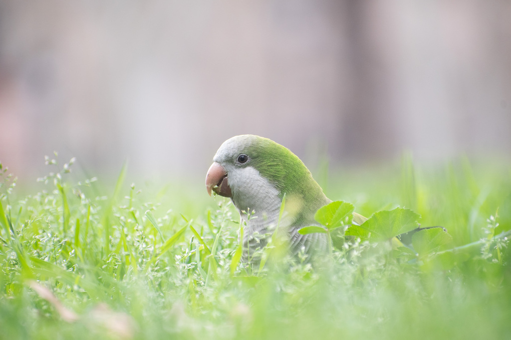 Monk Parakeet from Sant Pere, Santa Caterina i la Ribera, Ciutat Vella ...