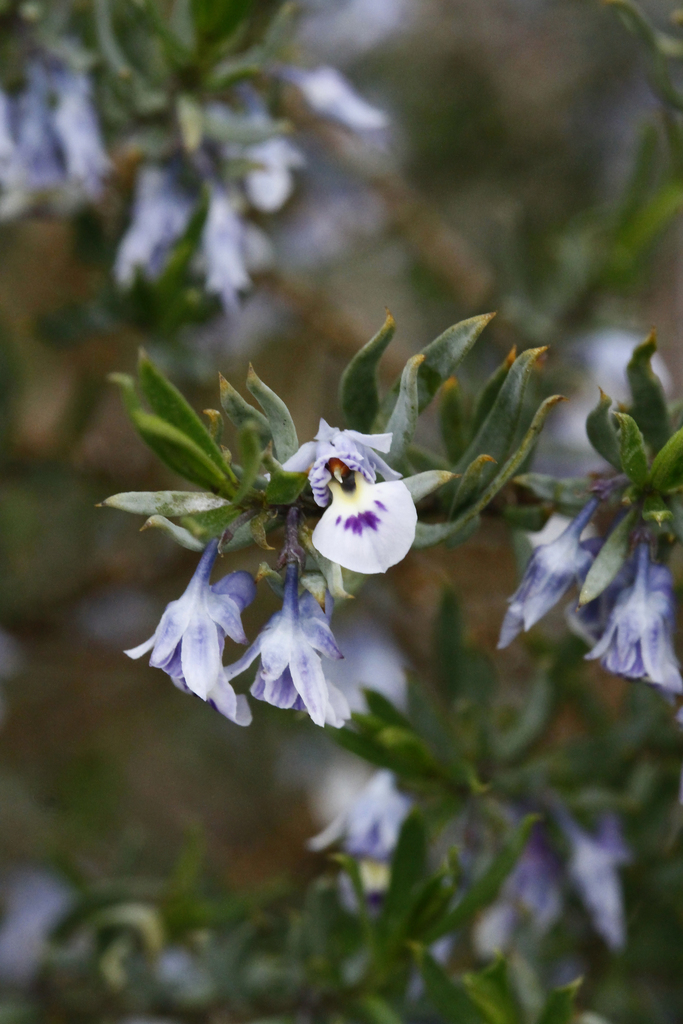 violet family (Violaceae) - Botanical Realm