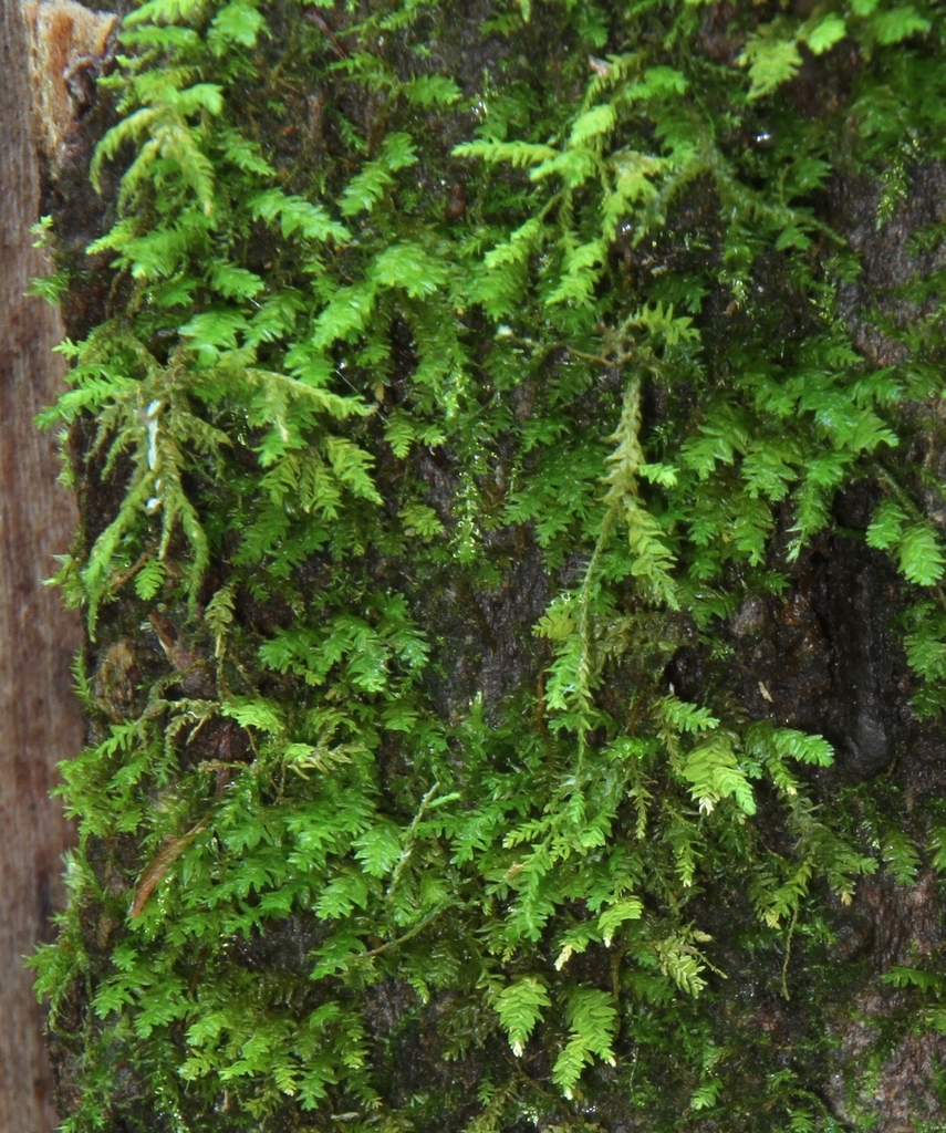 tree-skirt moss from Garrett County, MD, USA on June 13, 2014 at 11:38 ...