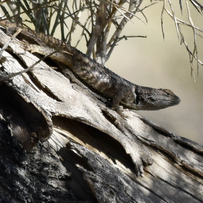 Desert Spiny Lizard from Riverside County, CA, USA on March 24, 2025 at ...