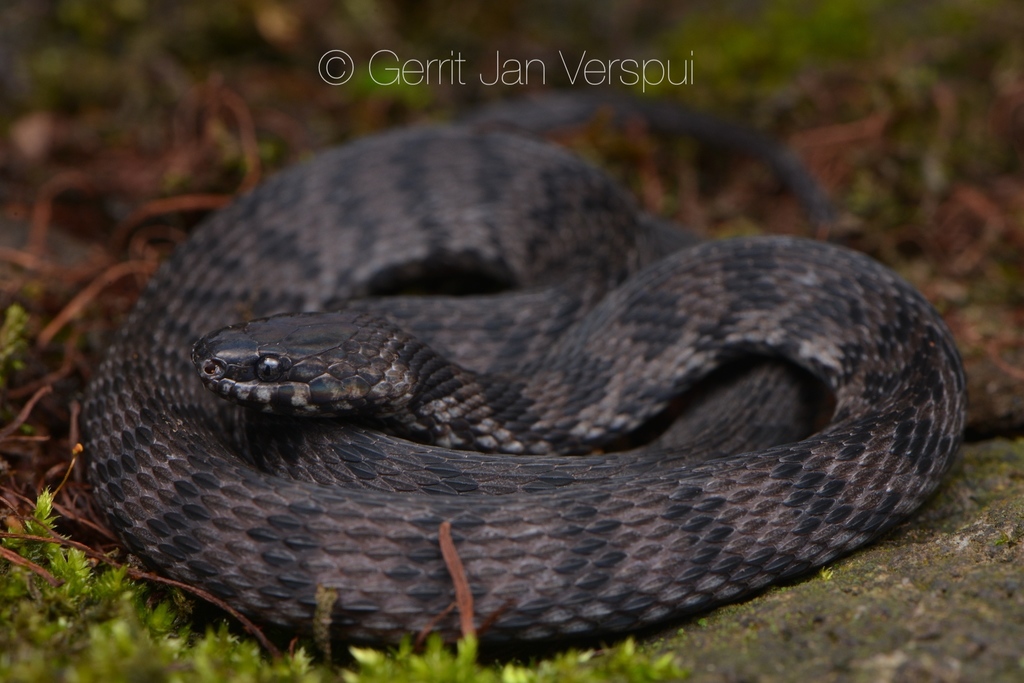 Spotted Coffee Snake (Plants and animals of the Cerro Datanlí-El Diablo ...