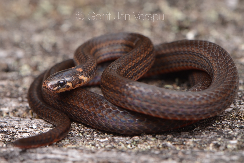 Slevin's Tropical Ground Snake in August 2019 by Gert Jan Verspui ...