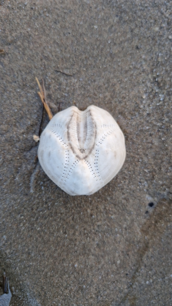 Sea Potato from Saundersfoot SA69, UK on March 24, 2025 at 06:33 PM by ...