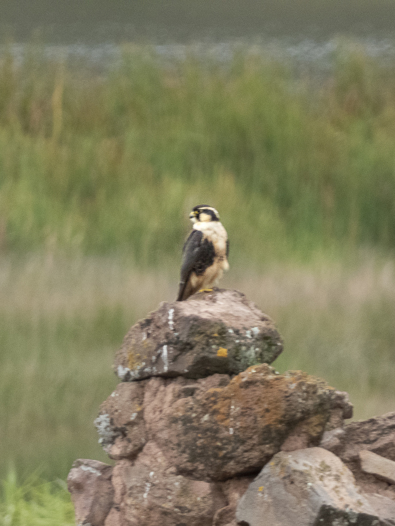 Aplomado Falcon from Quispicanchi Province, Peru on March 20, 2025 at ...