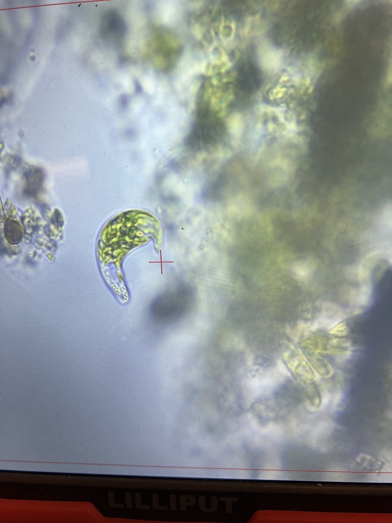 Euglenaceae from Trinity Western University, Langley, BC, CA on March 24, 2025 at 02:01 PM by ...
