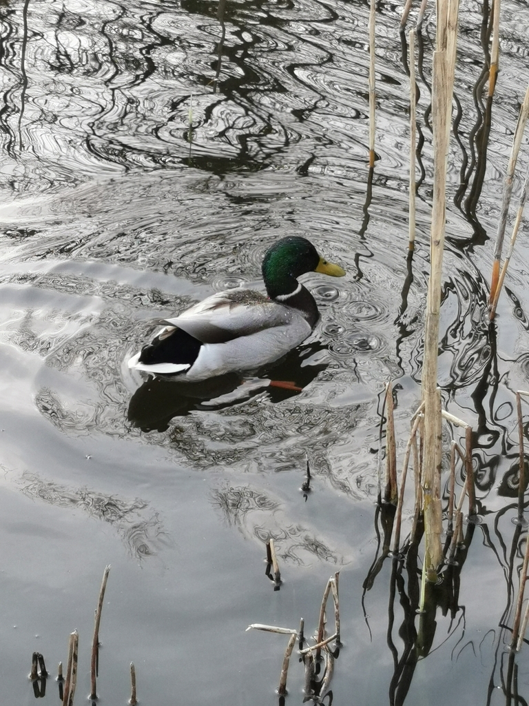Mallard from Cottam on March 24, 2025 at 04:55 PM by Angela · iNaturalist